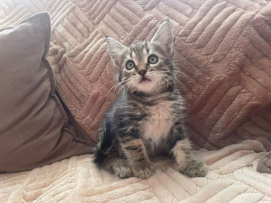 Котик