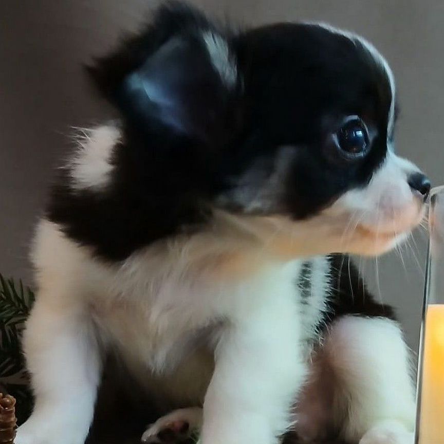 Чихуахуа, щенок