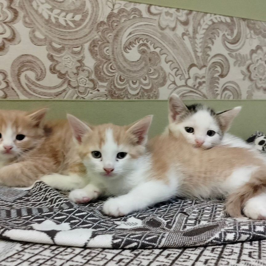 Котята