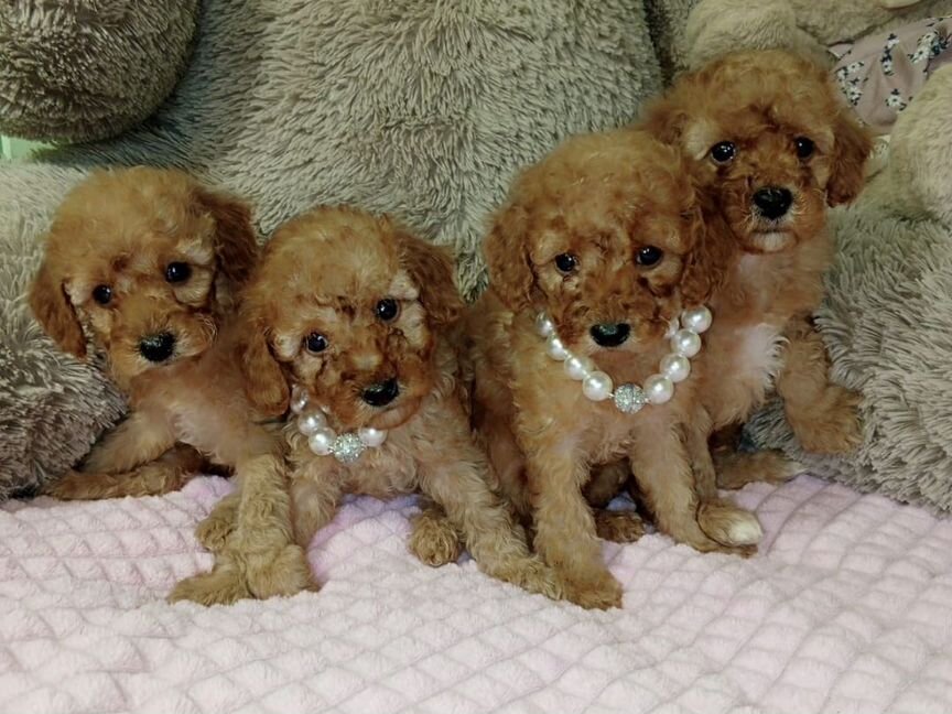 Той-пудель яркие малыши