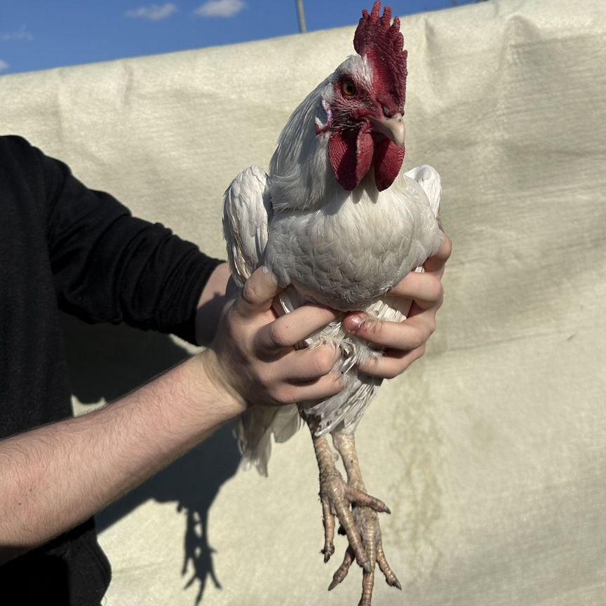 Молодые петухи