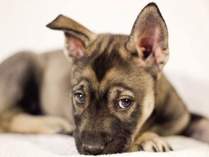 Собака Боцман