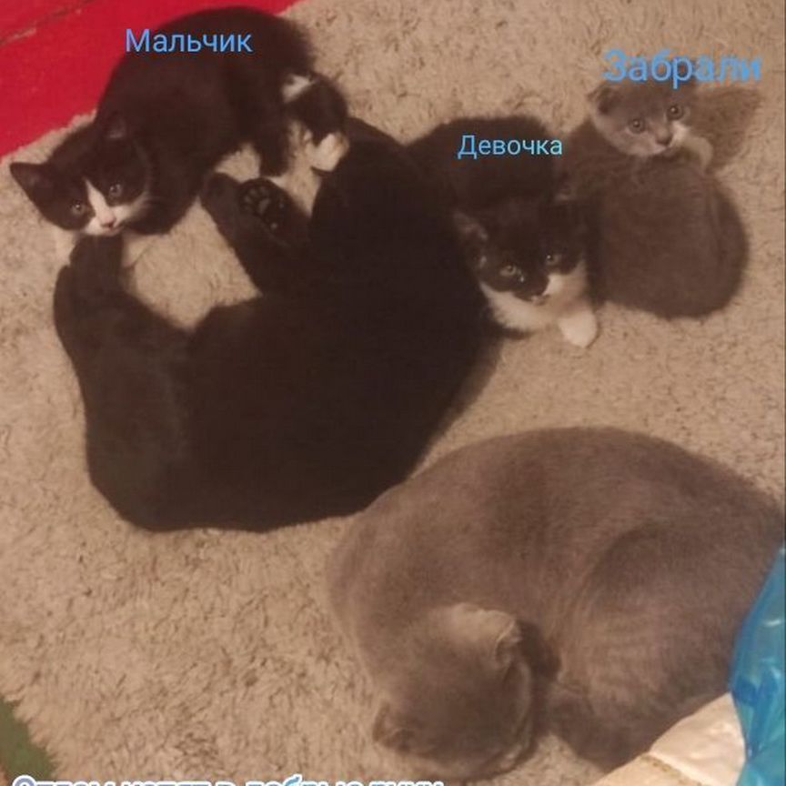 Котята