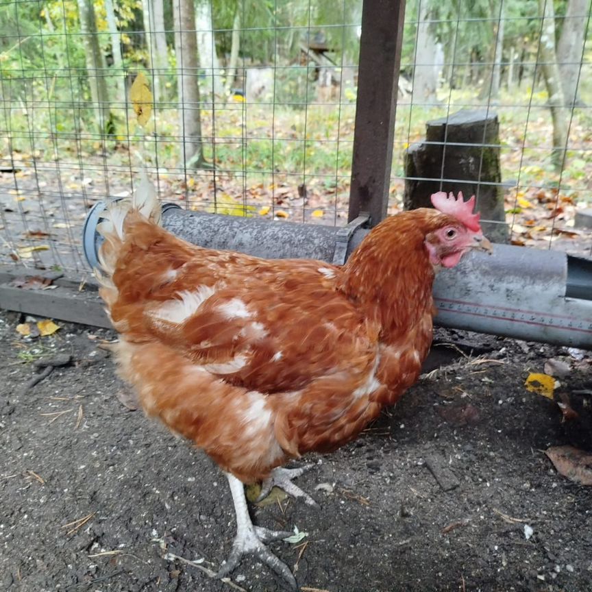 Куры несушки ломан браун