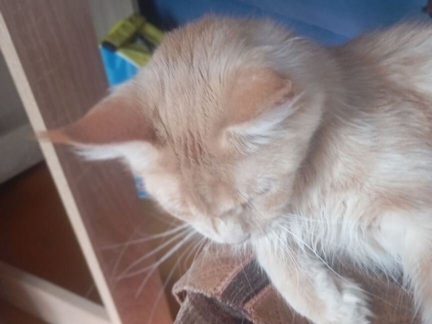 Кошка