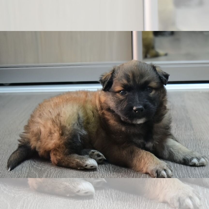 Щенок в добрые руки