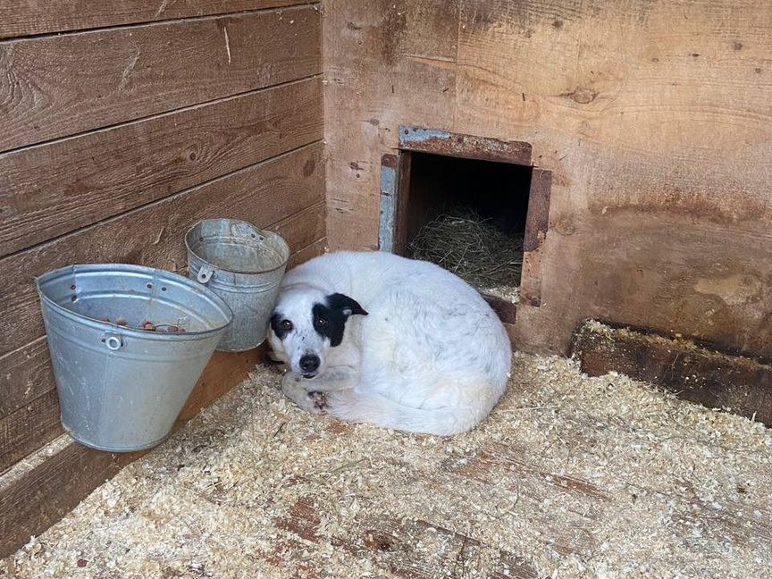 Рой из приюта