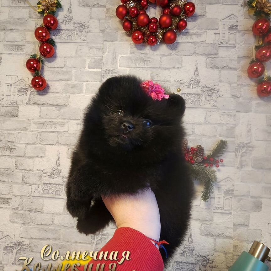 Померанский шпиц, щенок