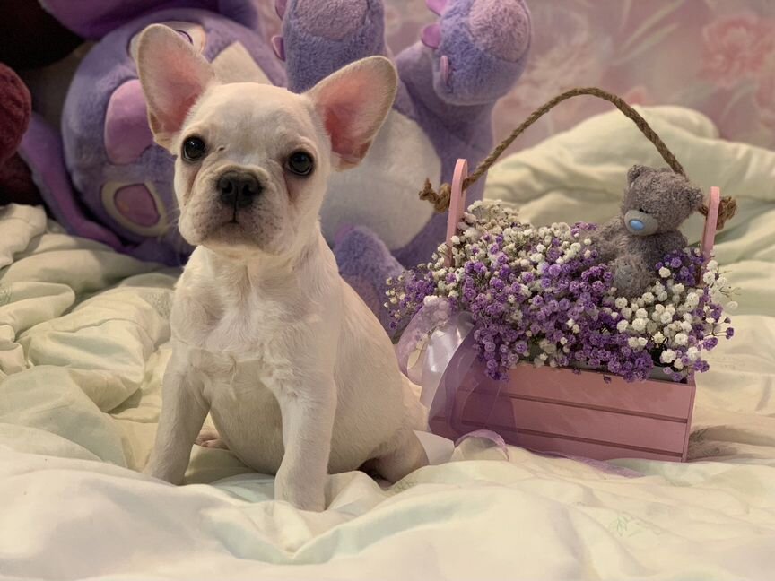 Французский бульдог кремовая девочка Леди