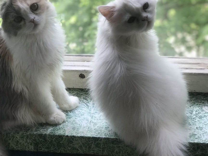 Шотландские