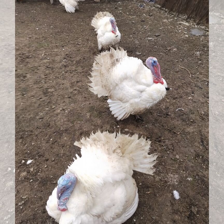 Индюки на мясо