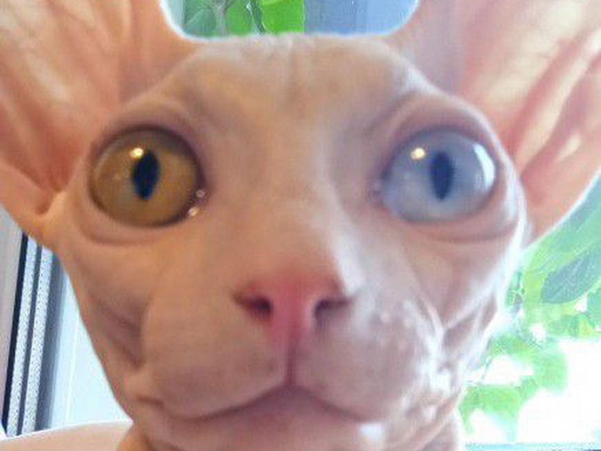 Канадский сфинкс котенок