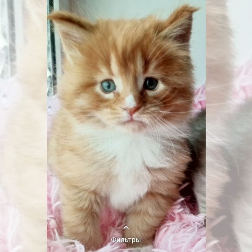 Котята мейн-кун