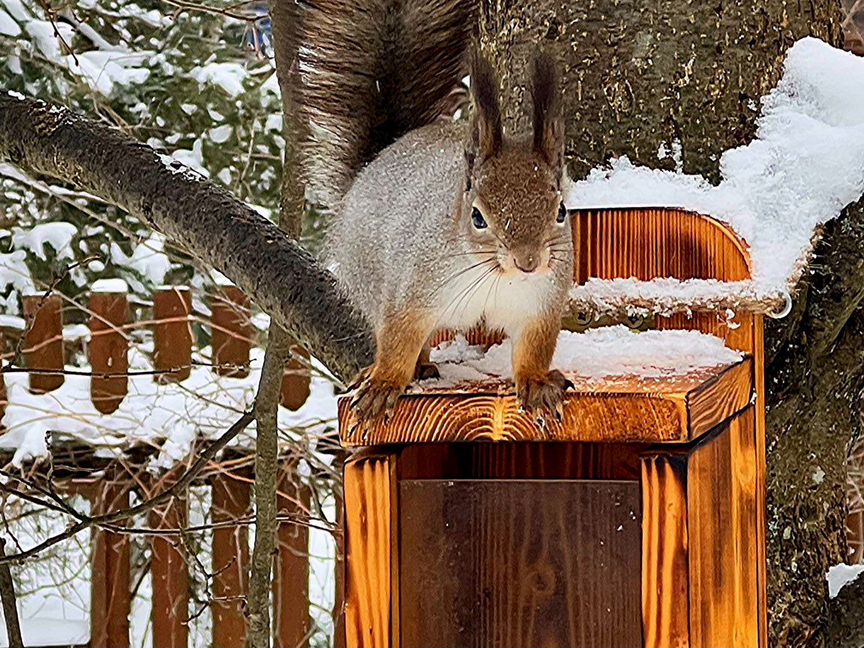Кормушка для белок «Ланч бокс»