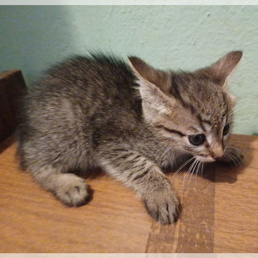 Котята в добрые руки бесплатно