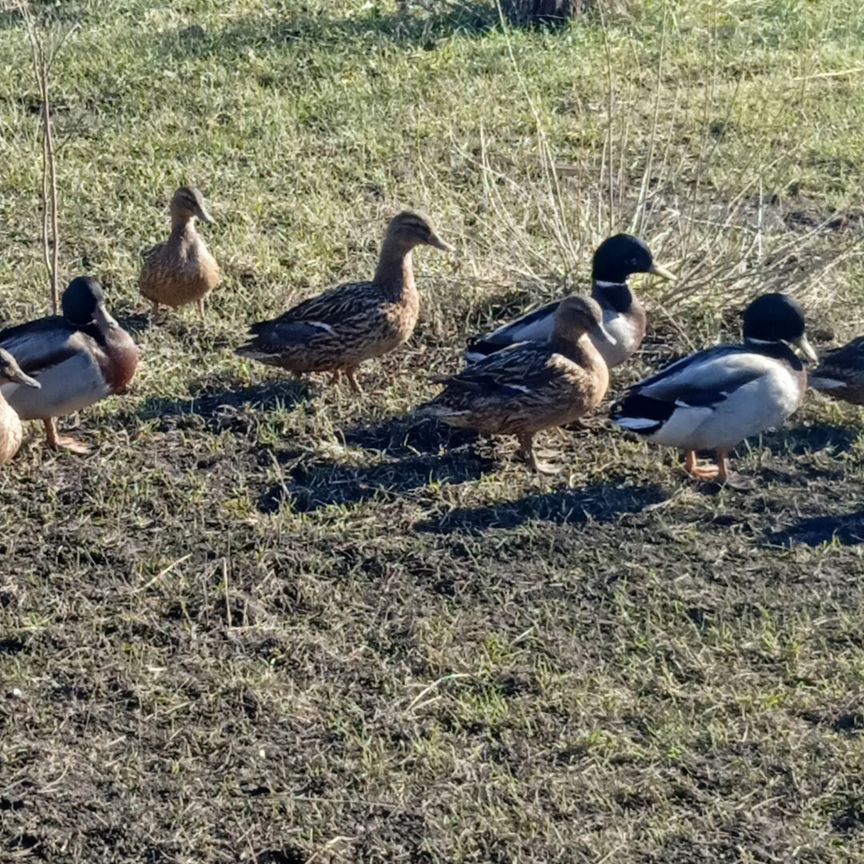 Подсадные утки