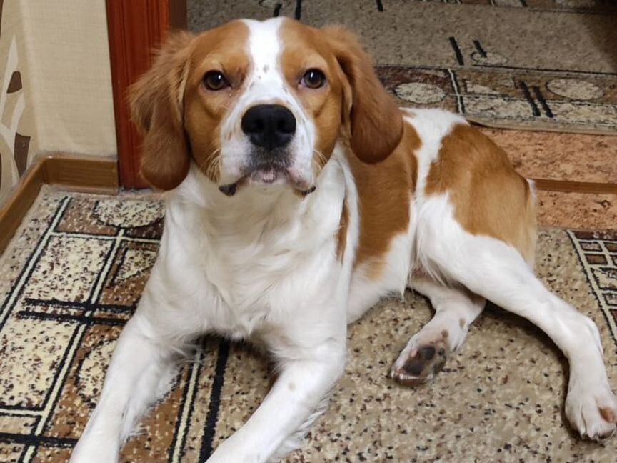 Вязка Бретонский эпаньоль