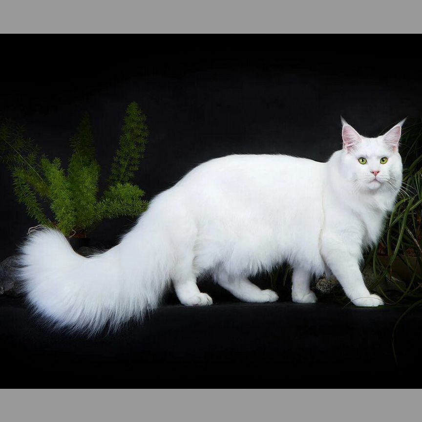 Кот мейн-кун