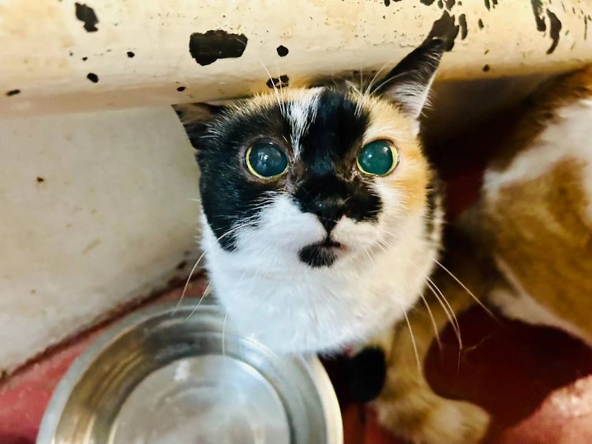 Космическая маленькая нереально ласковая кошка