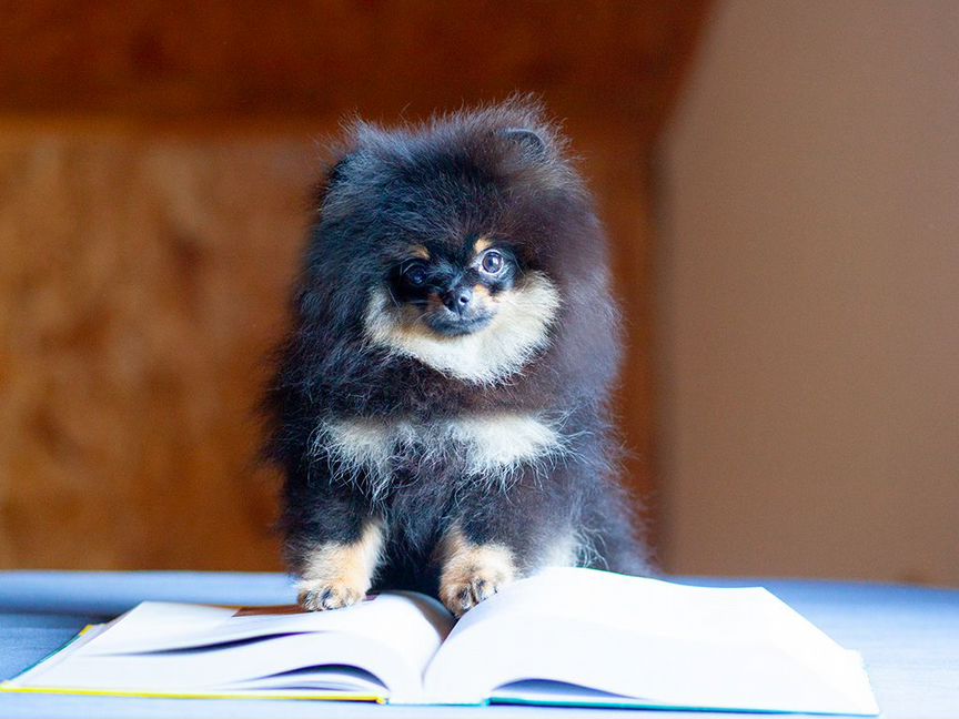 Померанский шпиц мини девочка