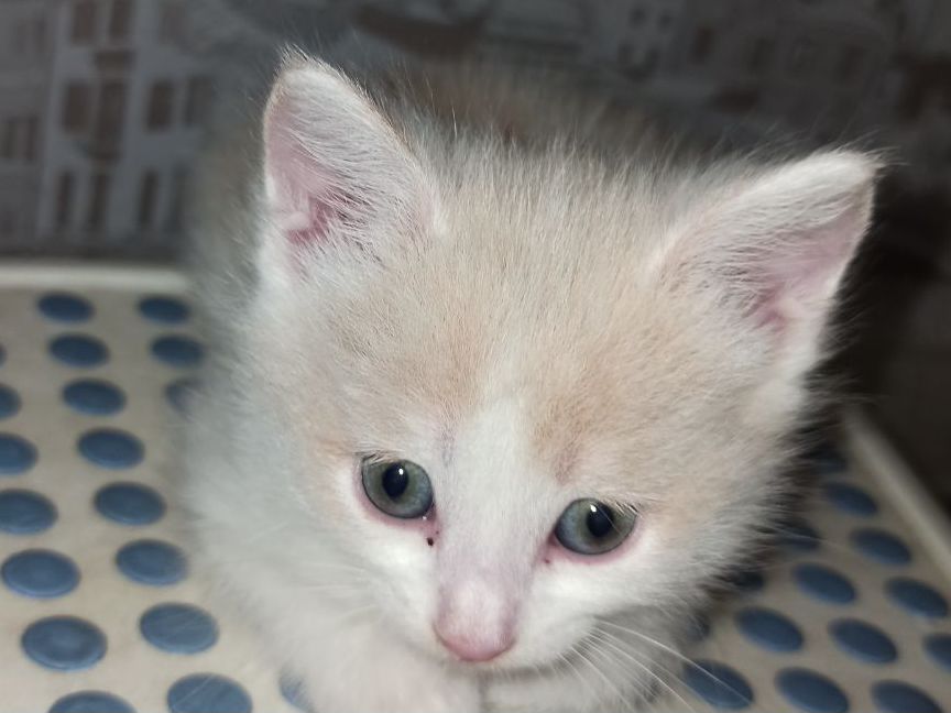 Кошка
