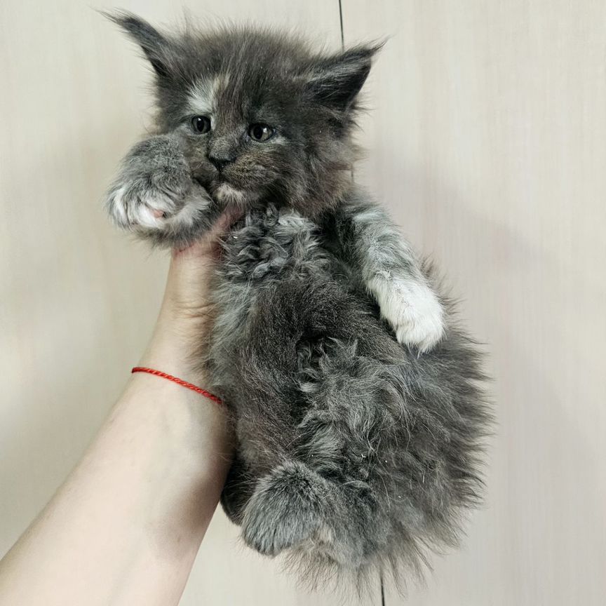 Мейн-кун котёнок