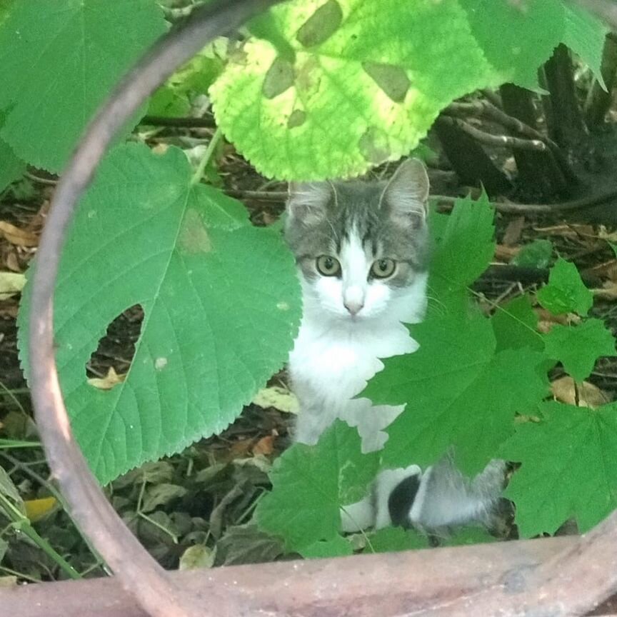 Котята замерзнут на улице