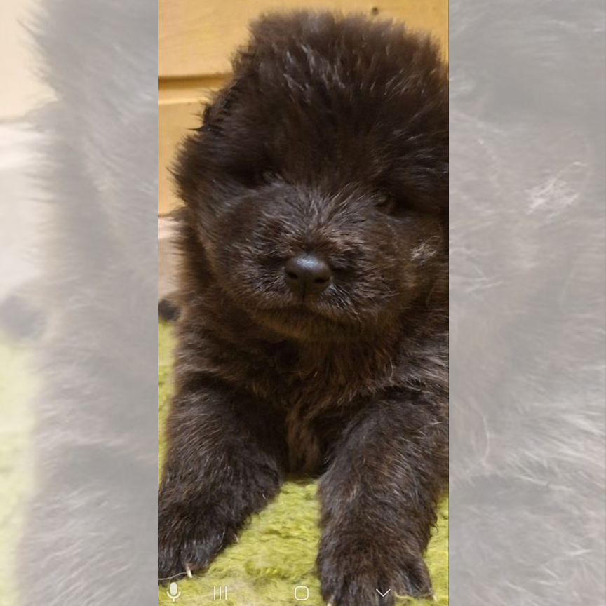 Чау-чау, щенок