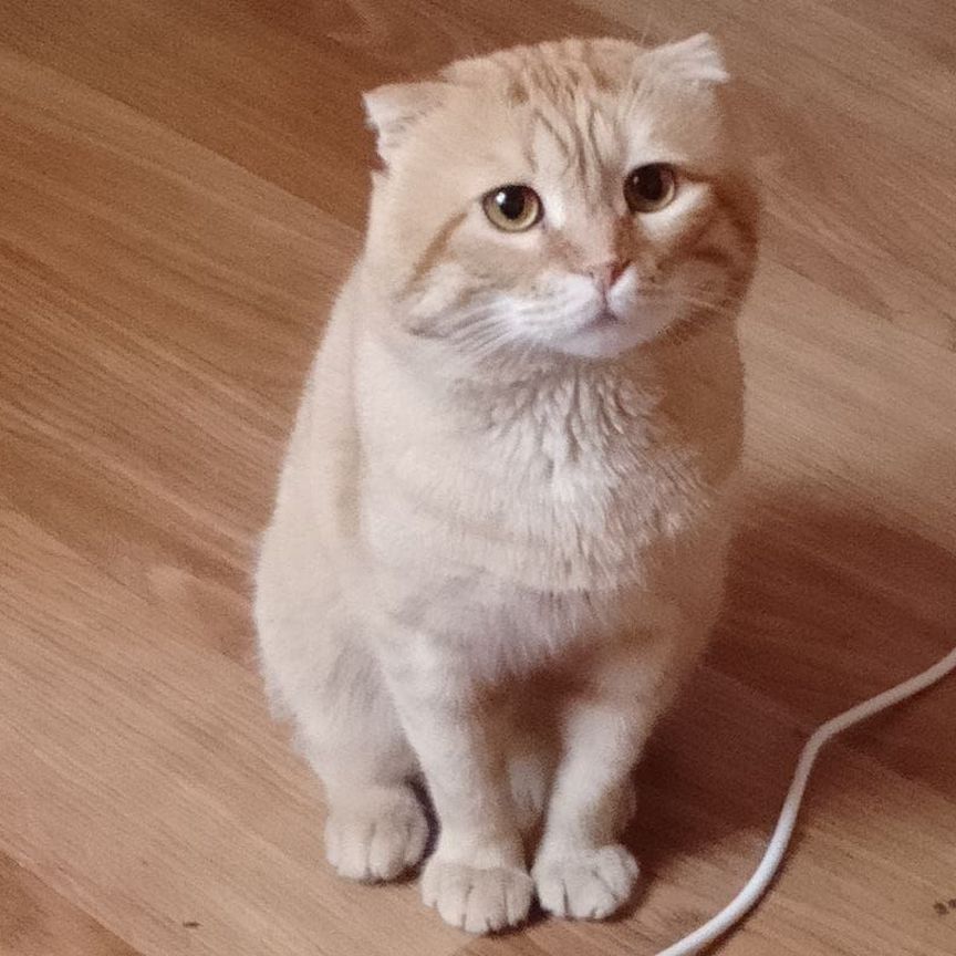 Кот отдам бесплатно