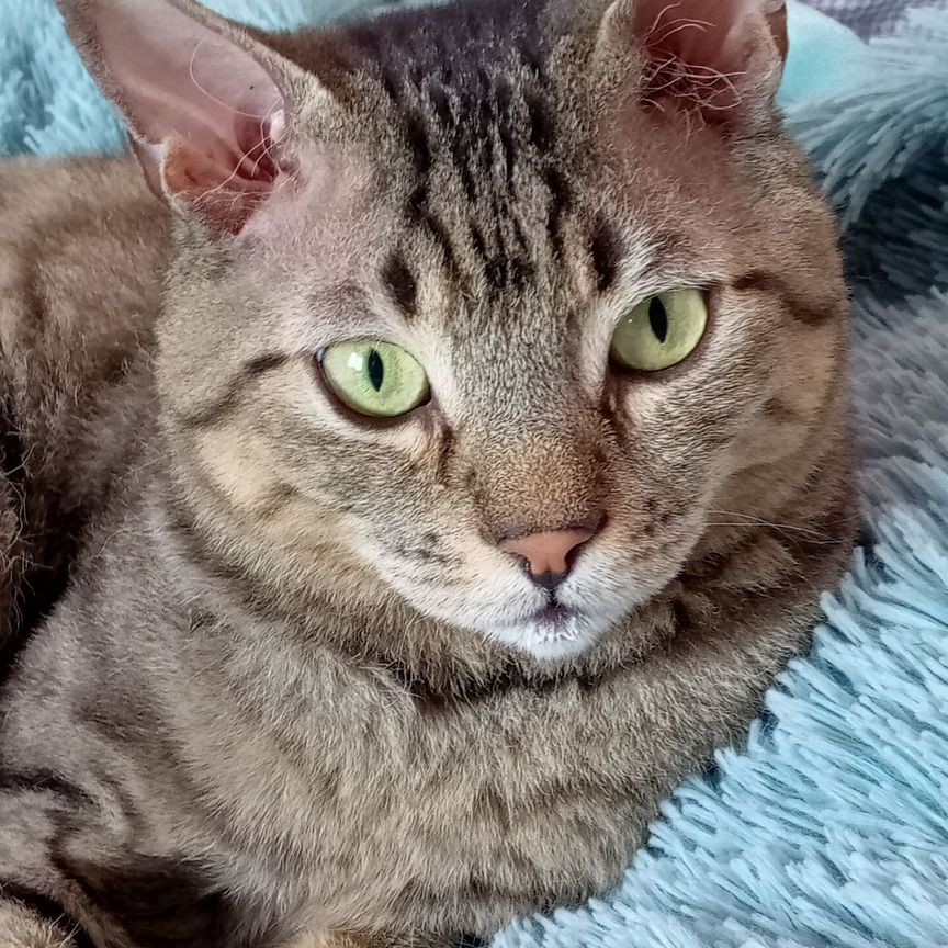 Отдам кота