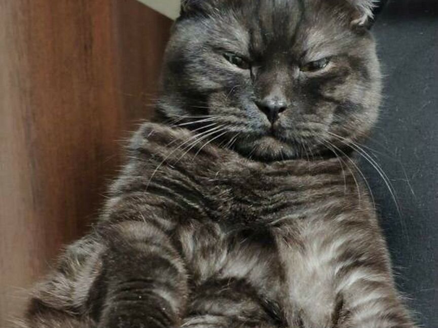 Шотландский вислоухий кот вязка