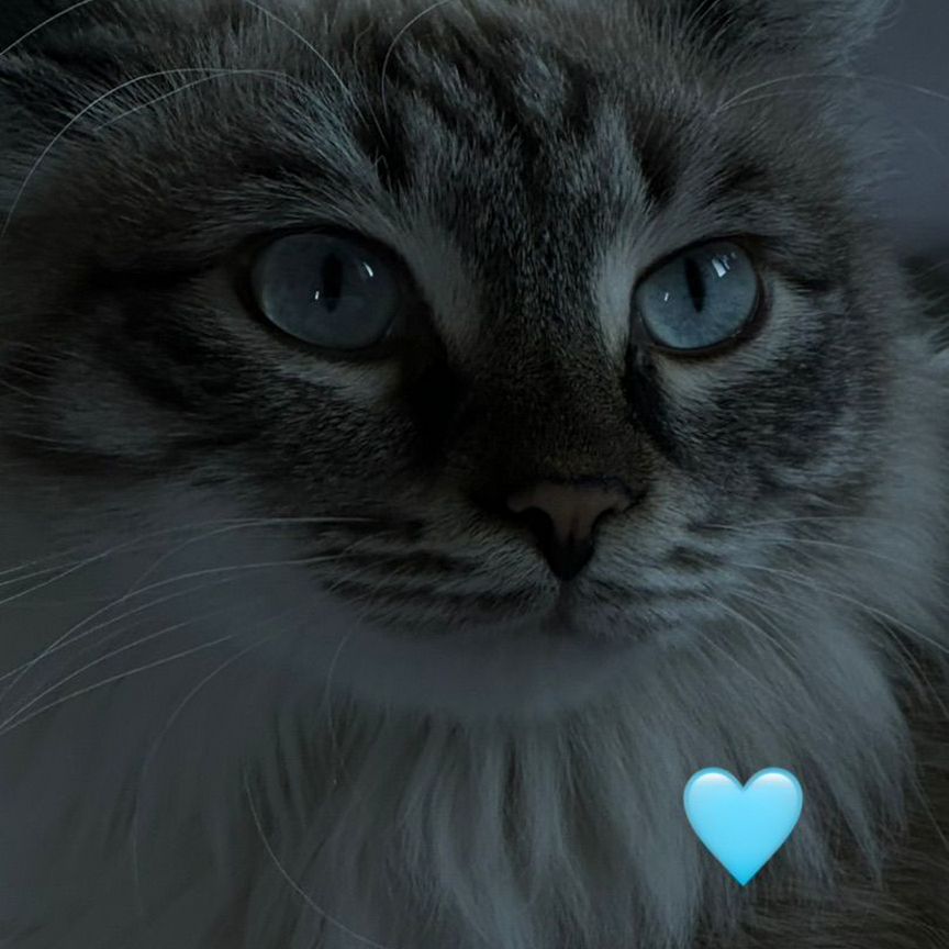 Отдам кота в добрые руки