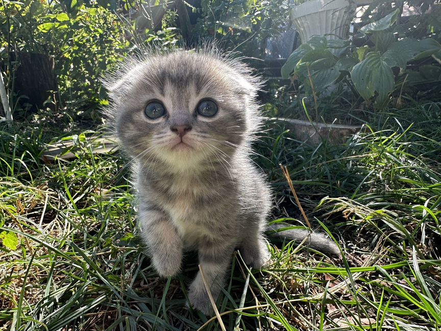 Котеноки Скоттиш-фолд шотландские веслоухие