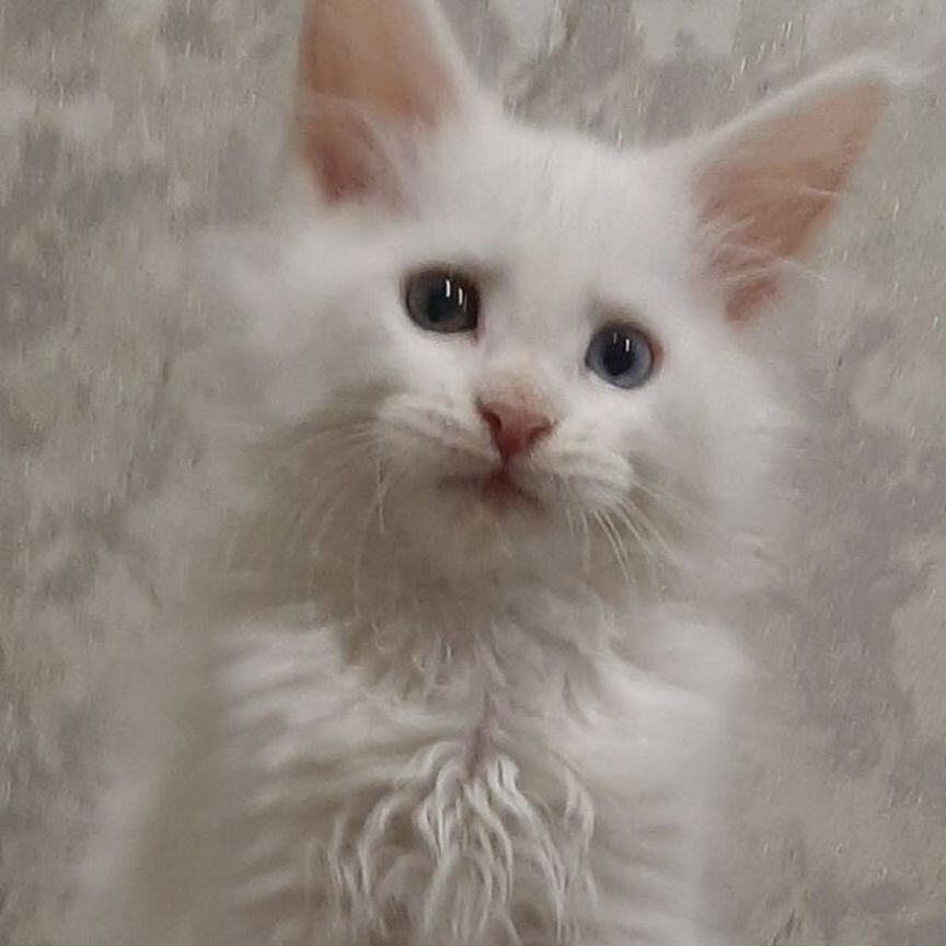 Котята мейн-кун