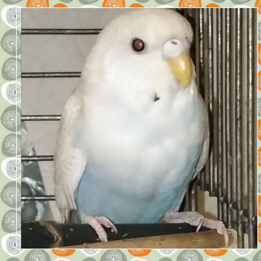 Волнистый попугай