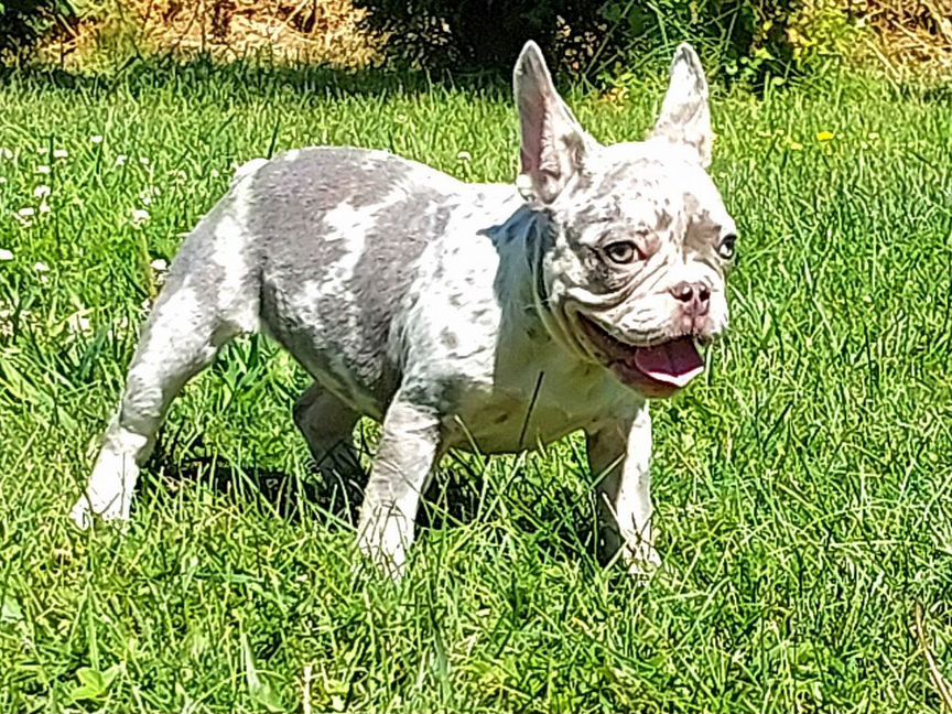 Французский бульдог