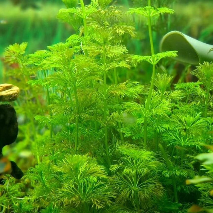 Амбулия или лимнофила