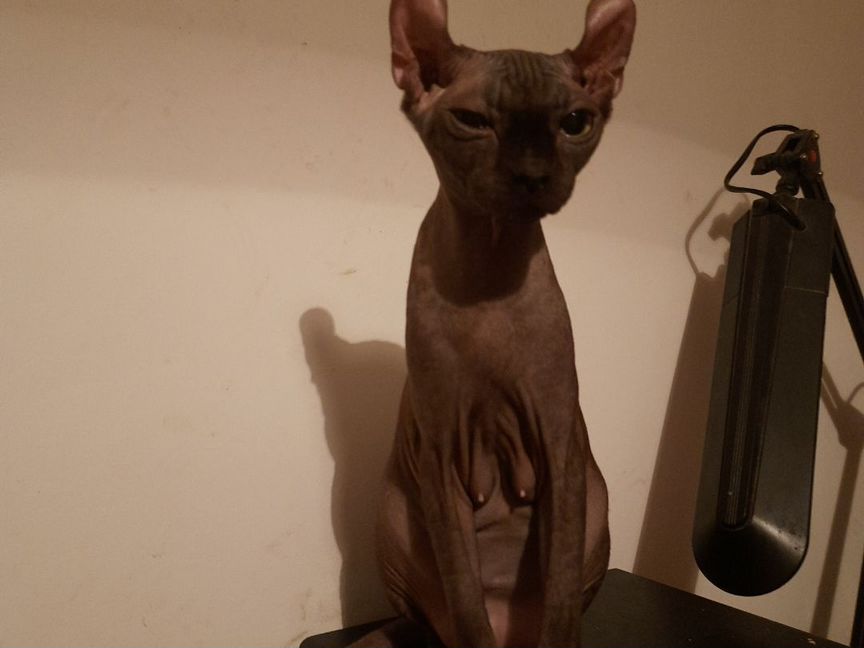 Канадский сфинкс Эльф бесплатно