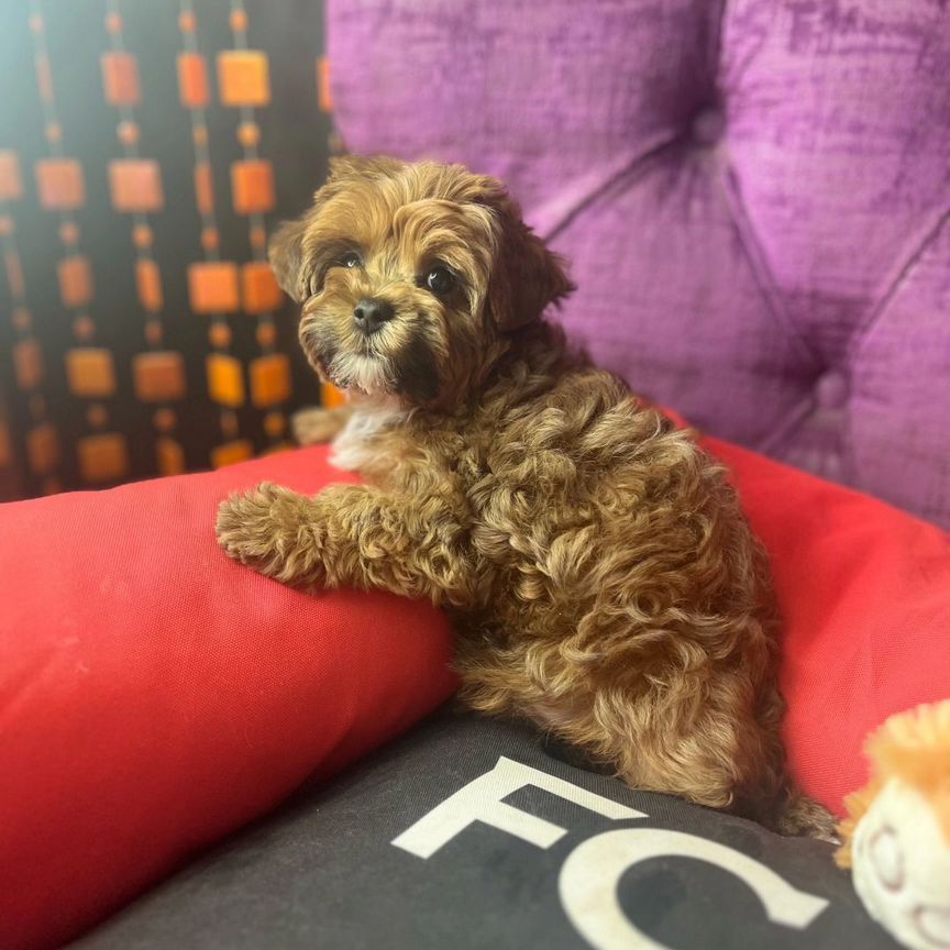 Кудряшка мальтипу