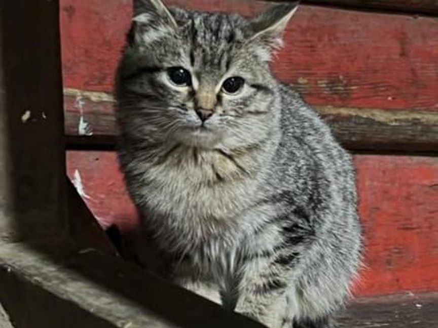 Котята в добрые руки / бездомыши
