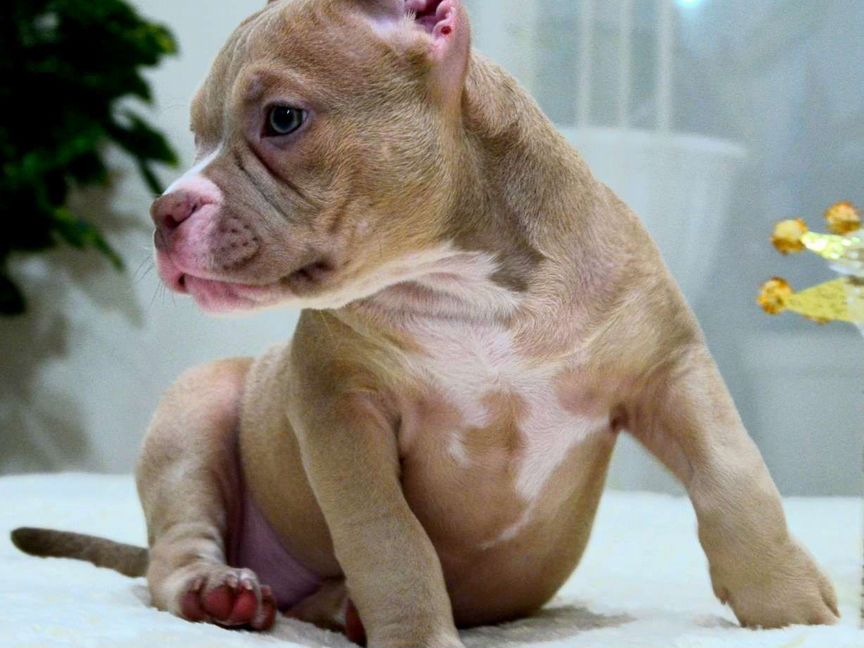 Щенки американского булли