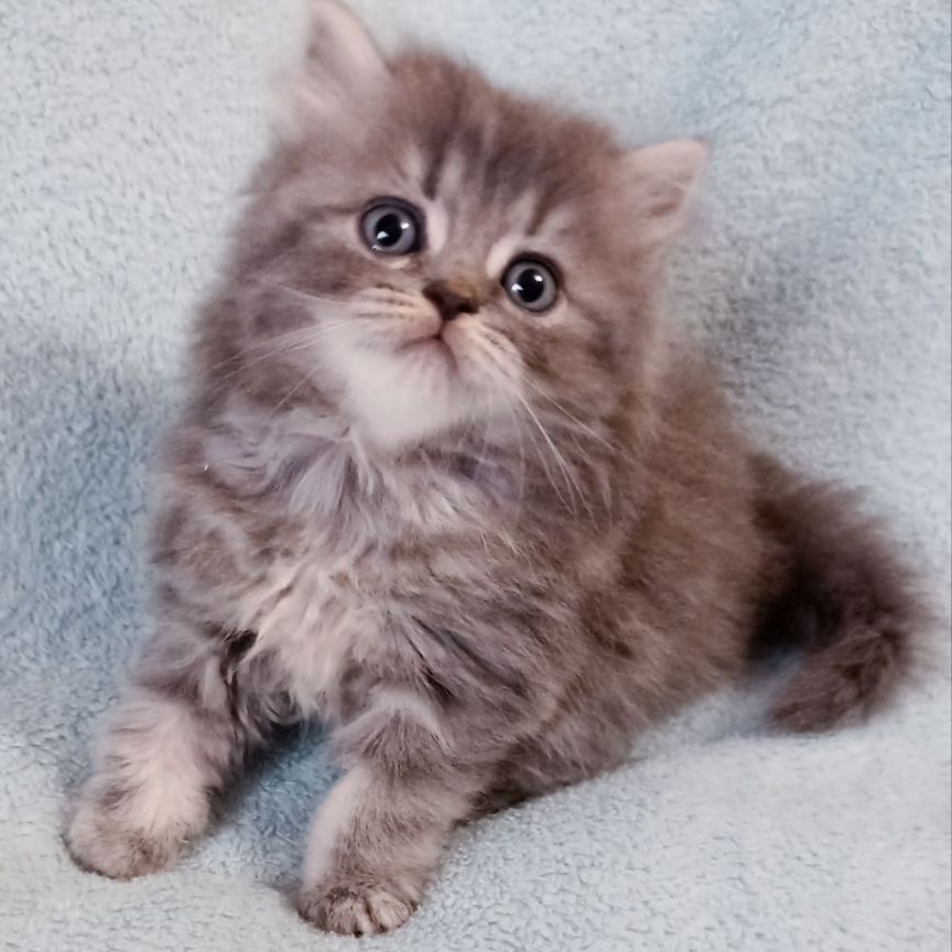 Шотландский котенок скоттиш хайленд страйт
