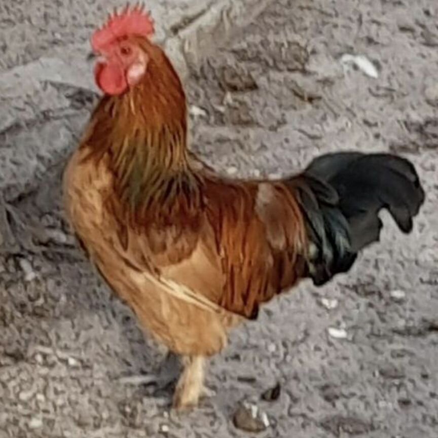 Карликовые Куры петухи