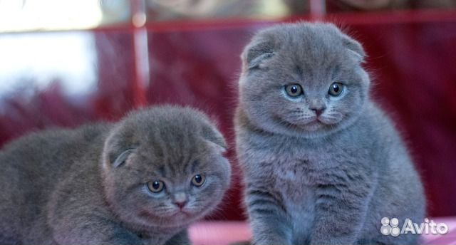 Шотландские вислоухие котята