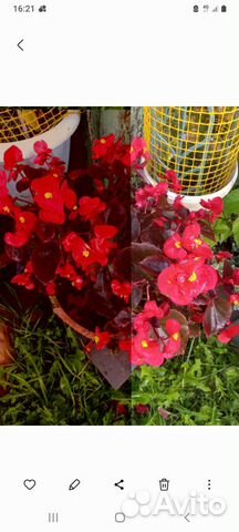 Бегония для сада и балкона купить в Санкт-Петербурге | Товары для дома ...