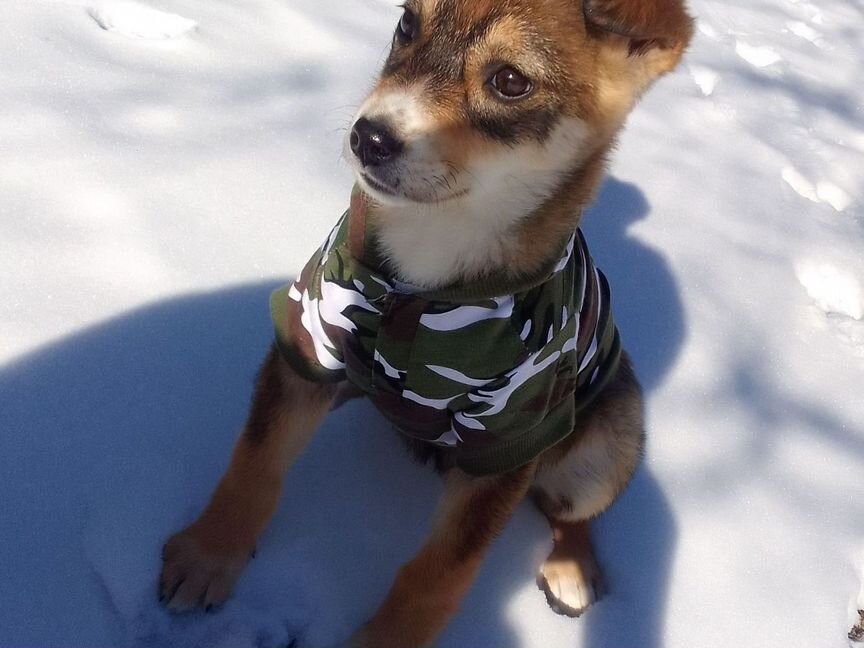 Домашняя собачка (девочка)