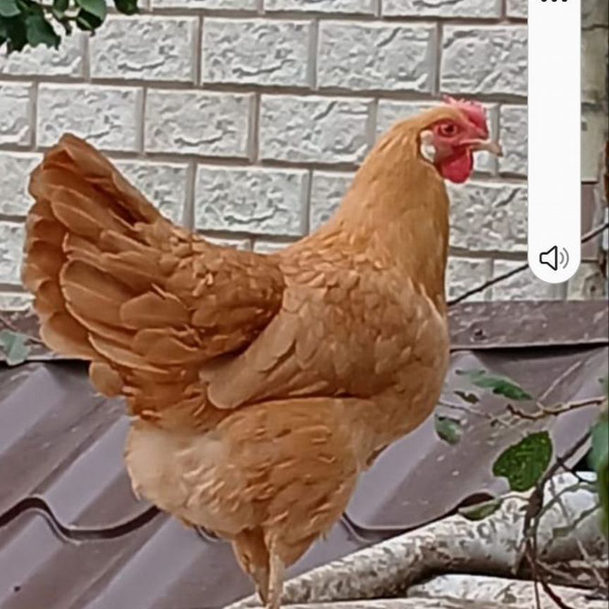 Инкубационное яйцо