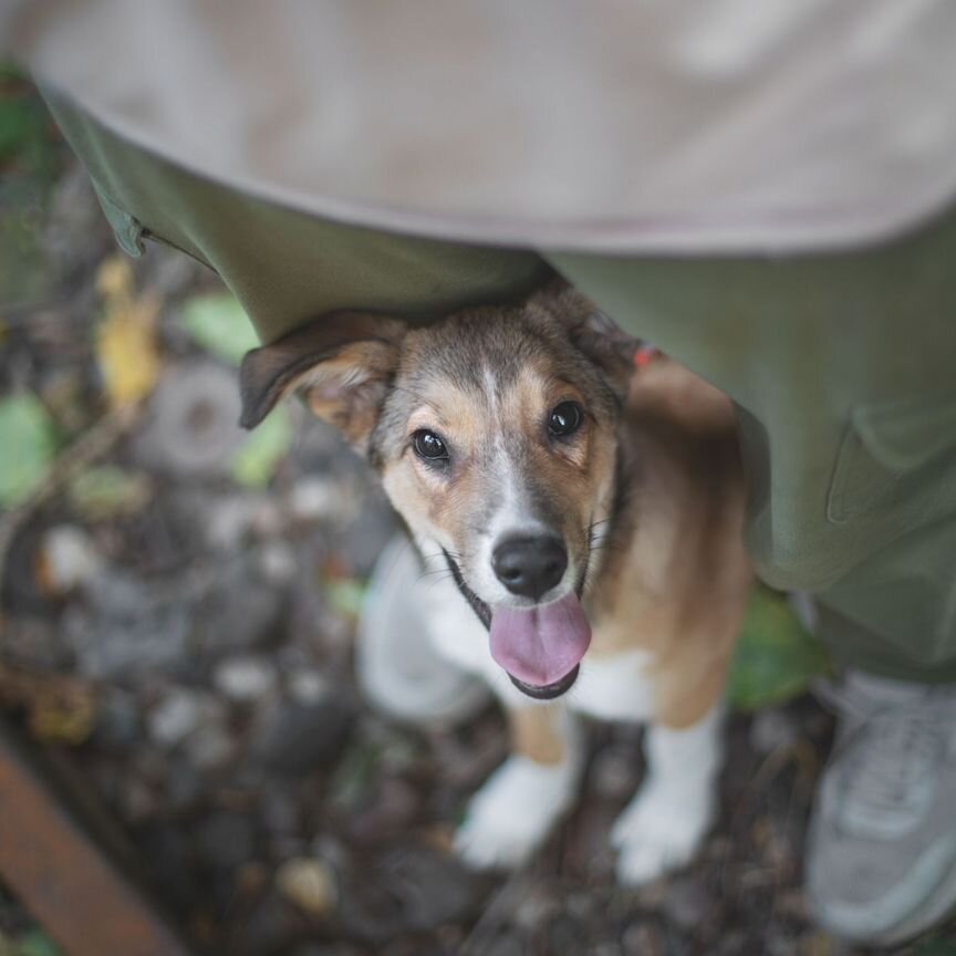 Щенок в добрые руки