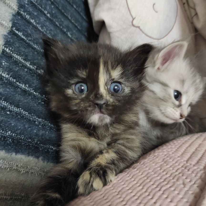Котята в добрые руки британские