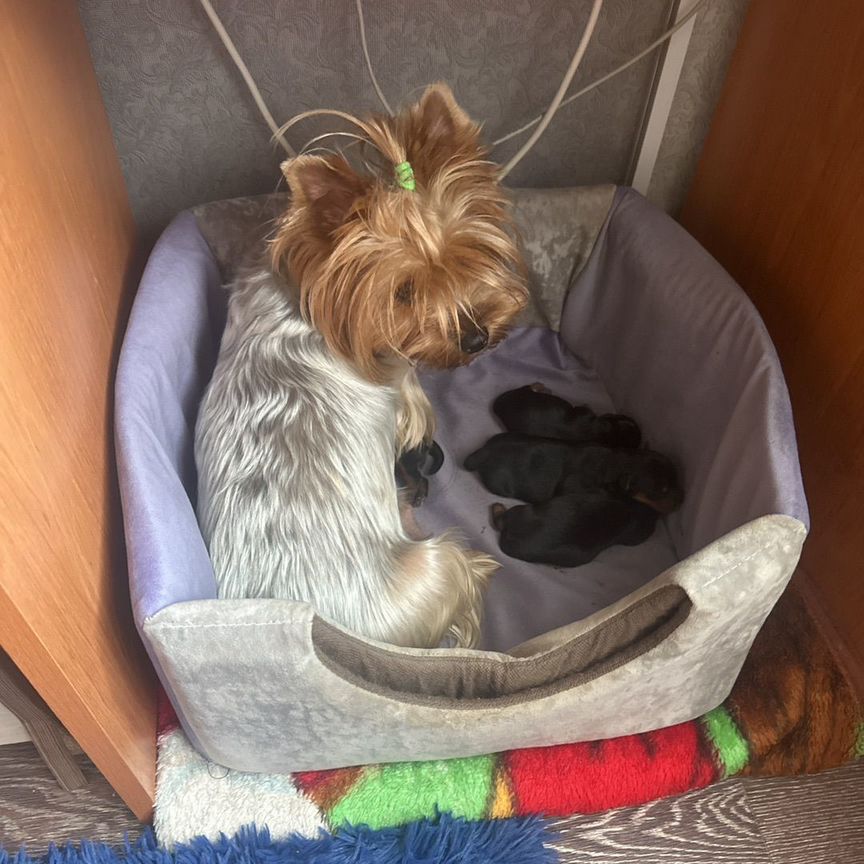 Щенки ерка стандарт